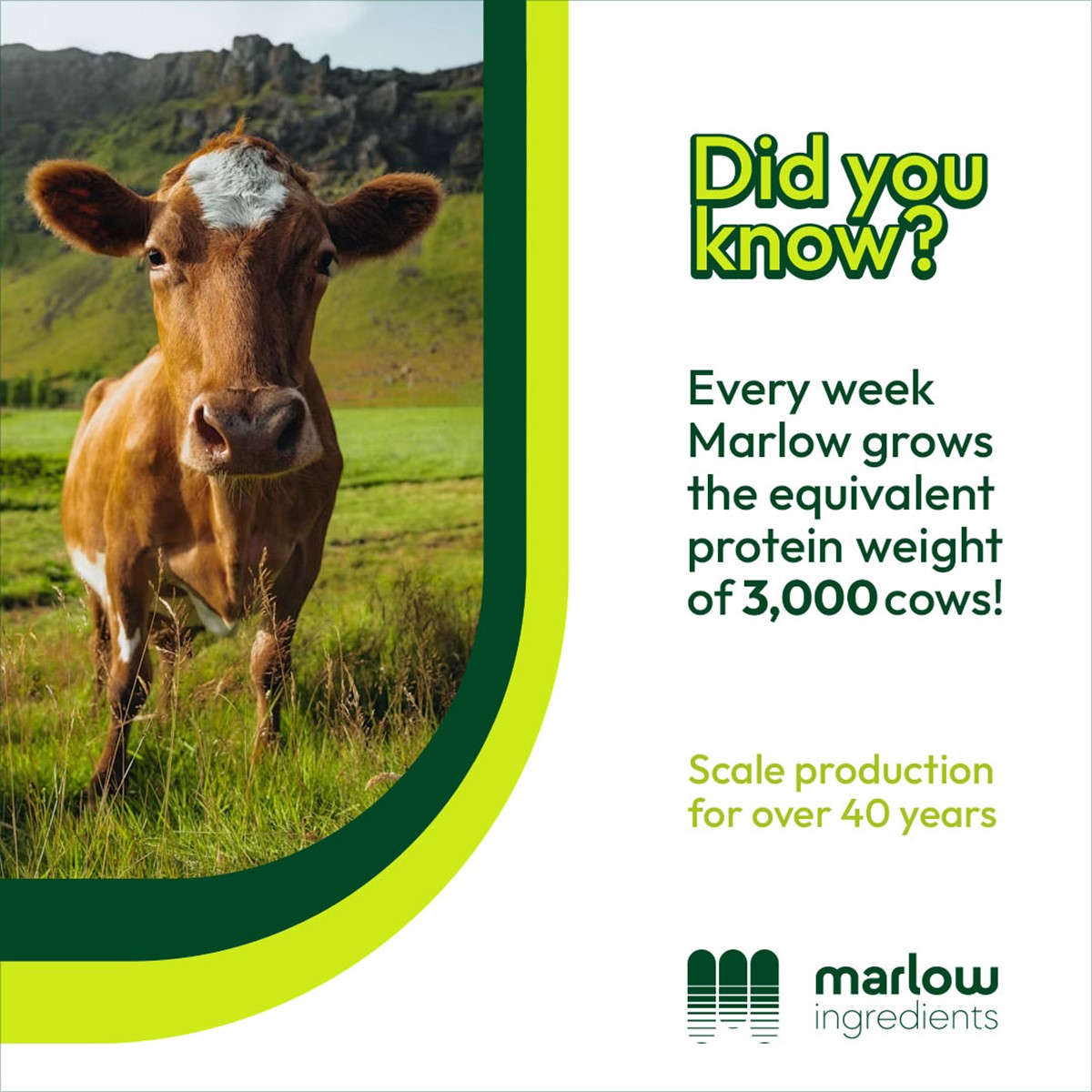 Marlow Ingredients. Brand strategy by design studio Superfried.